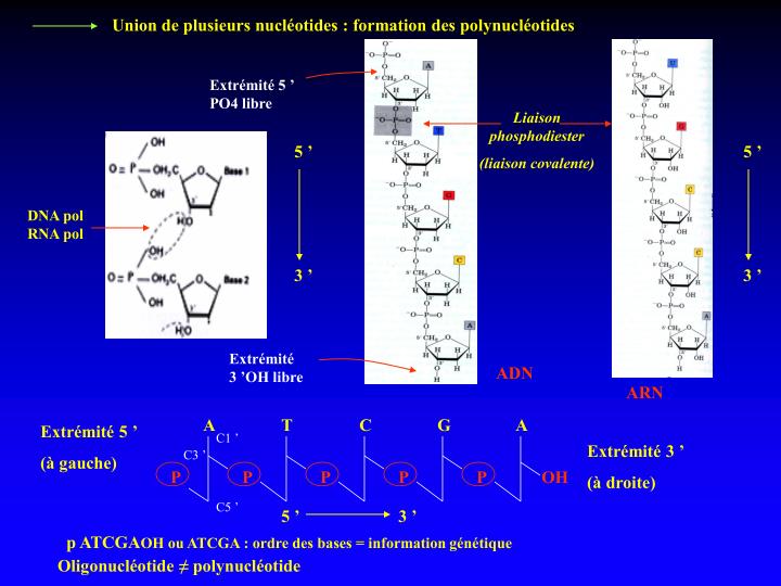 PPT - BIOLOGIE MOLÉCULAIRE ( COURS DE 1ÈRE ANNÉE ) PowerPoint ...