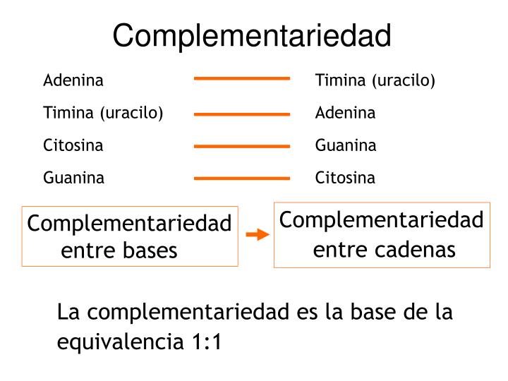 PPT - Tema VI: Bases moleculares de la herencia PowerPoint Presentation ...