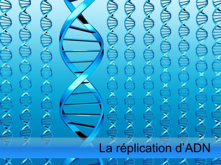 PPT - La réplication d’ADN PowerPoint Presentation, free download - ID ...
