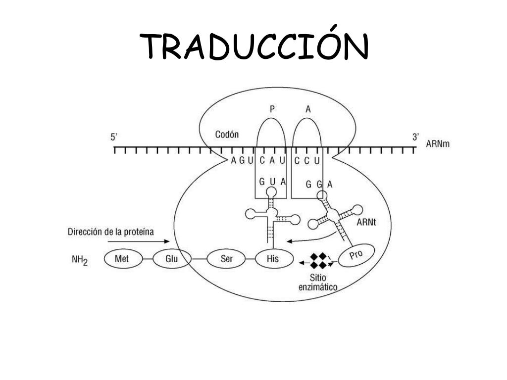 PPT - Esquema de la Replicación del DNA mediante fragmentos de Okazaki ...