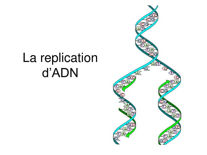 PPT - La replication d’ADN PowerPoint Presentation, free download - ID ...