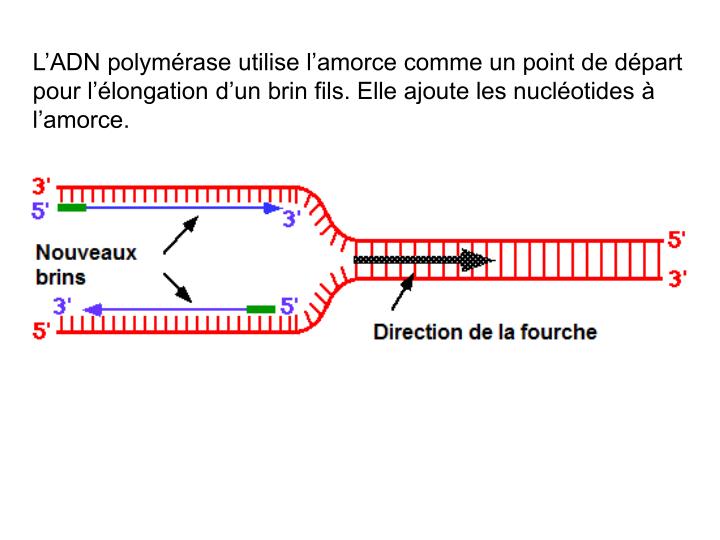 PPT - La replication d’ADN PowerPoint Presentation - ID:3352676