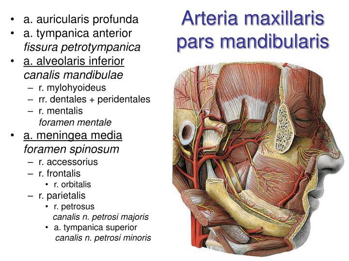 PPT - Arterial system Systema arteriarum PowerPoint Presentation - ID ...