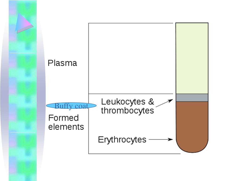 PPT - Measurement Of Haematocrit (PCV) PowerPoint Presentation, free ...