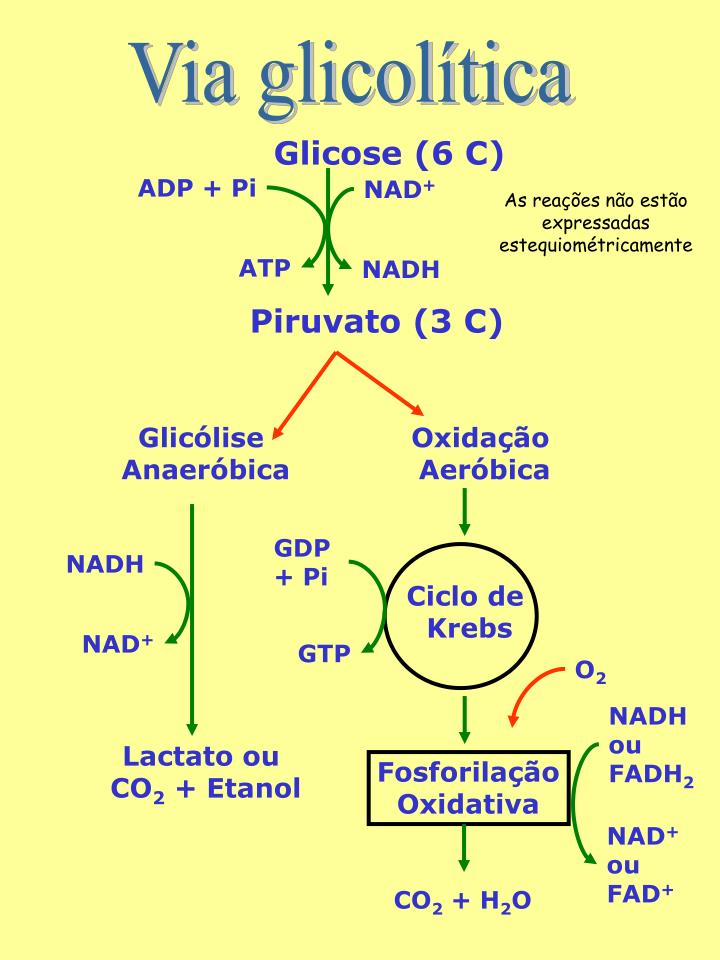 Regulacao Da Via Da Glicolise