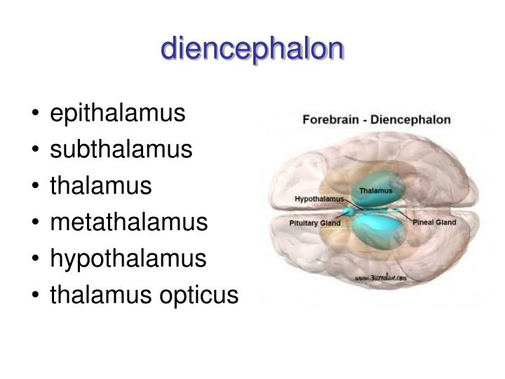 PPT - DIENCEPHALON PowerPoint Presentation - ID:3354007