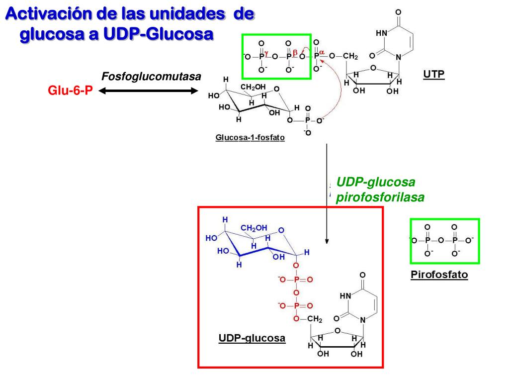 PPT - QUIMICA BIOLOGICA Lic. y Prof. en Ciencias Biológicas PowerPoint ...
