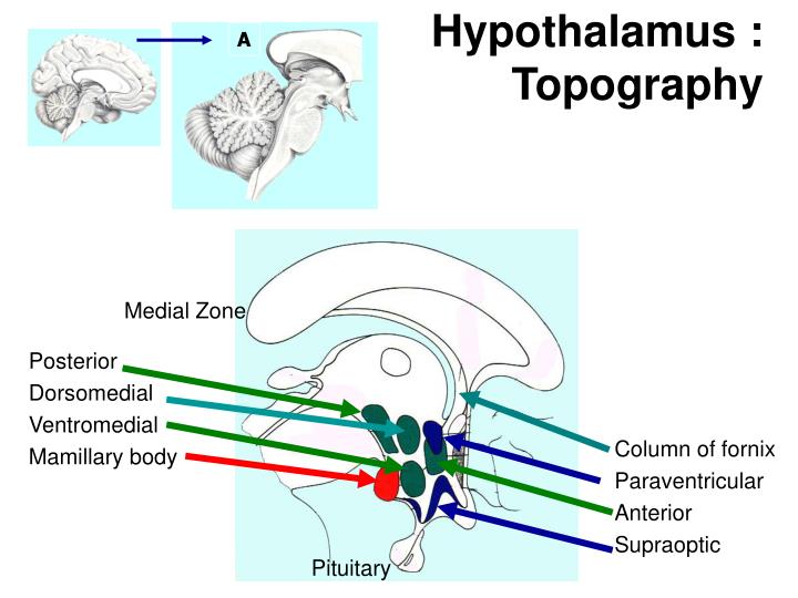 PPT - Hypothalamus And Limbic System PowerPoint Presentation - ID:3354318