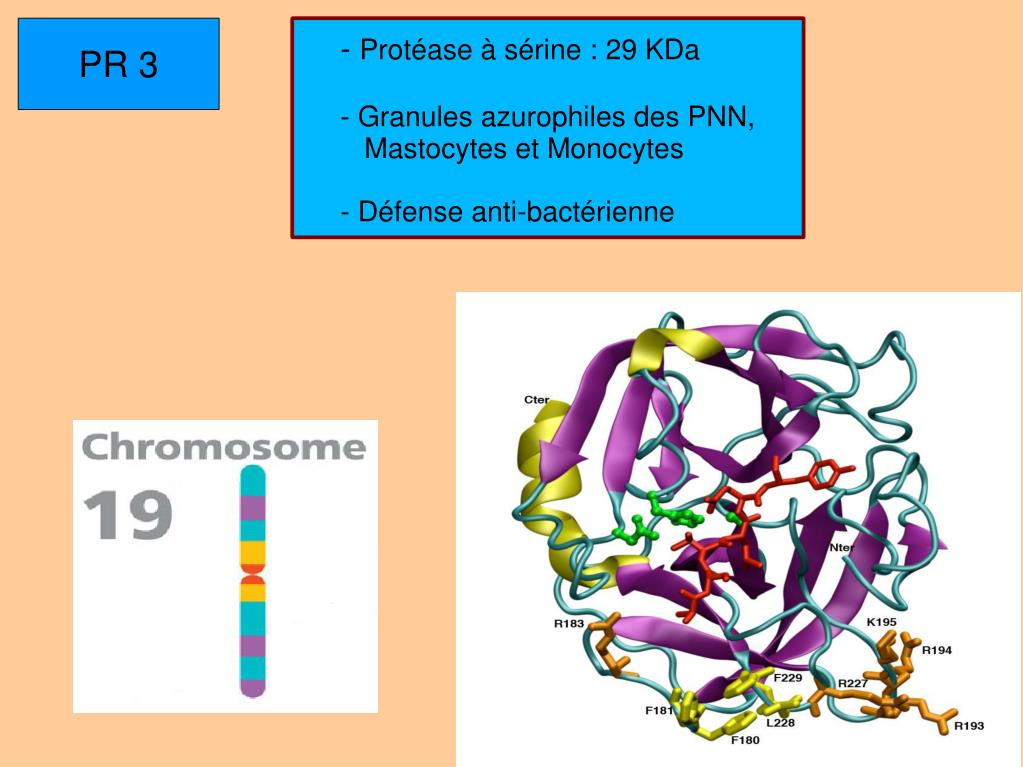 PPT - PHYSIOPATHOLOGIE DES VASCULARITES à ANCA PowerPoint Presentation ...