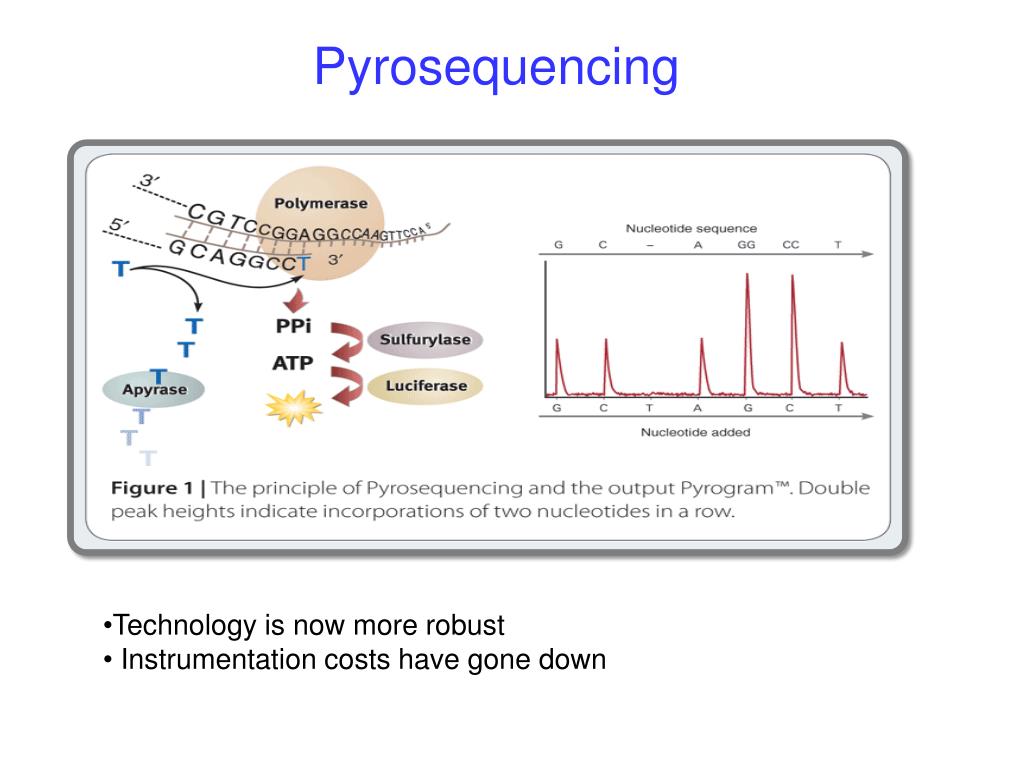 PPT - Rapid prenatal diagnosis of sickle cell disease and thalassaemia ...