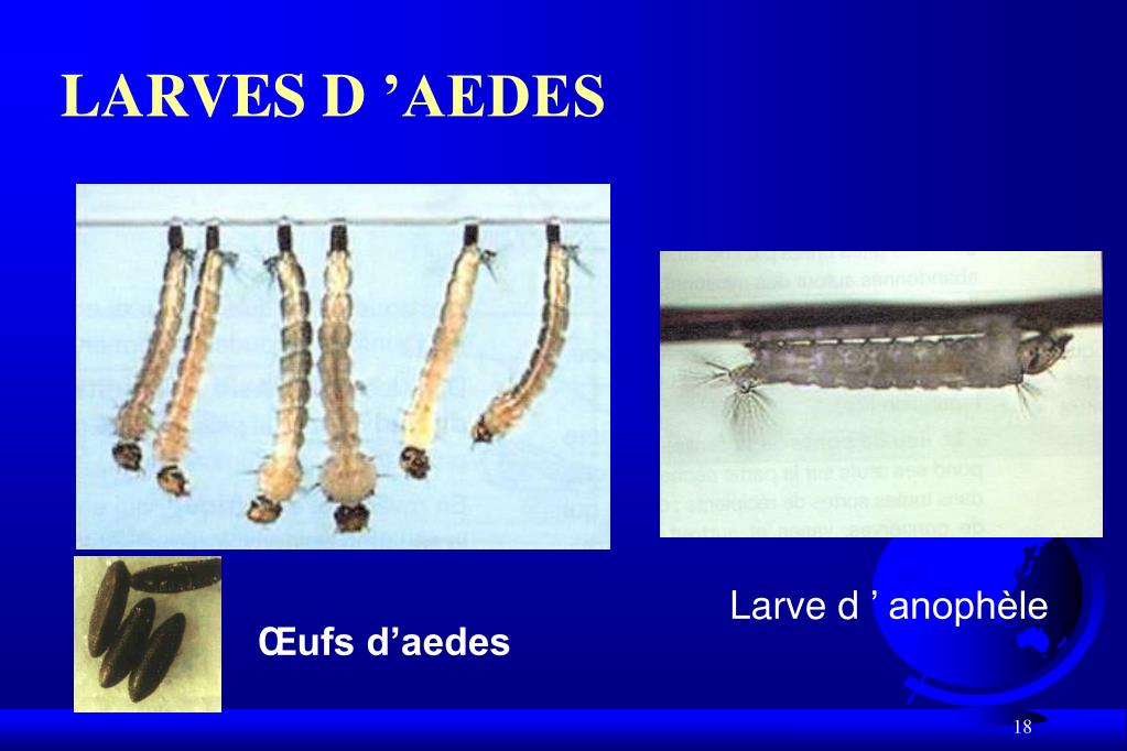 PPT La DENGUE PowerPoint Presentation Free Download ID 3356020 PPT La DENGUE PowerPoint Presentation Free Download ID 3356020