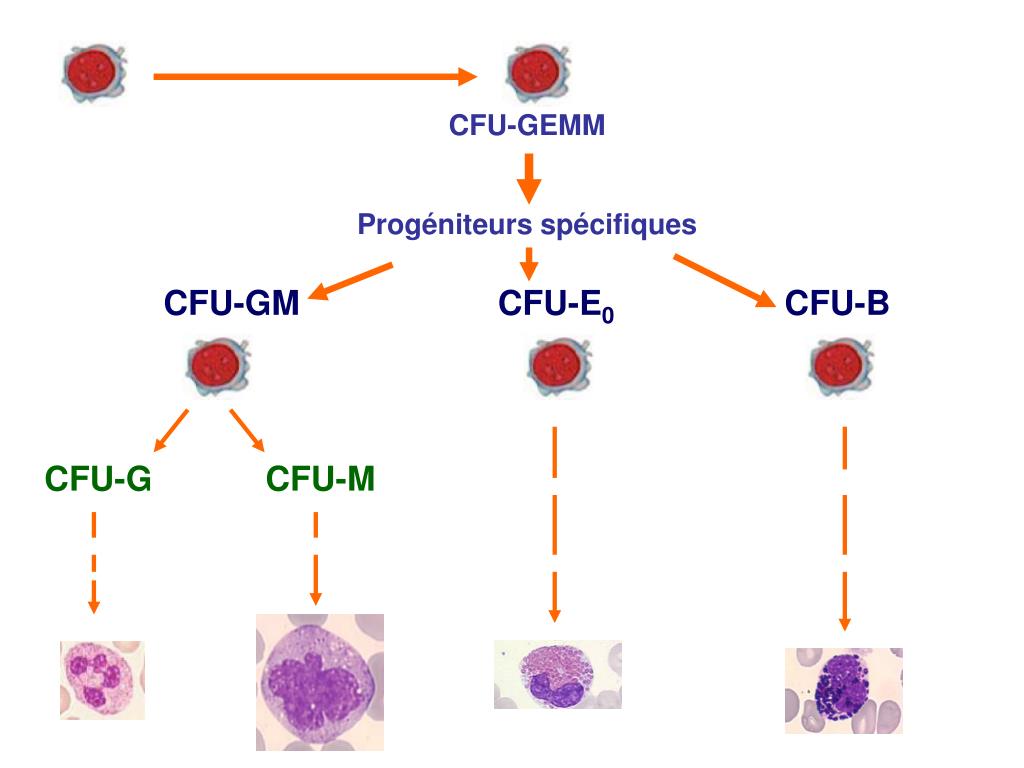 PPT - TD H É MATOLOGIE 3 e Pharmacie 2011 PowerPoint Presentation, free ...
