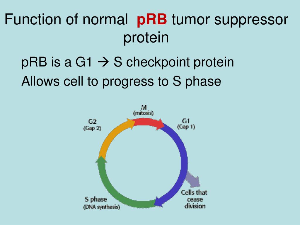PPT - A signal transducer and cancer Neurofibromin , ras , and cancer ...