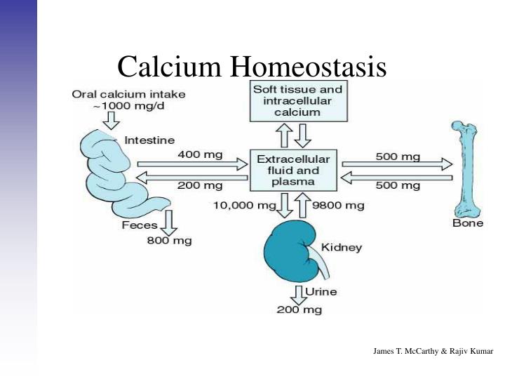 PPT - Hormonal regulation of calcium and phosphorus homeostasis ...