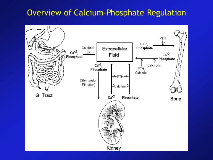 PPT - Renal Regulation of Potassium, Calcium, Phosphate and Magnesium ... PPT - Renal Regulation of Potassium, Calcium, Phosphate and Magnesium ...