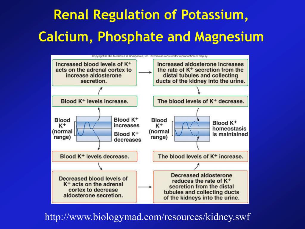 Magnesium Calcium Phosphorus Relationship at Marjorie Lachance blog Magnesium Calcium Phosphorus Relationship at Marjorie Lachance blog
