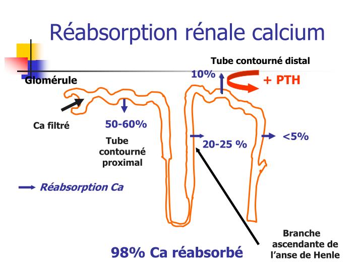 PPT - Le métabolisme Phospho-calcique PowerPoint Presentation - ID:3357367
