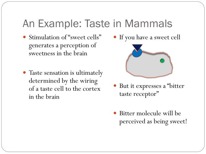 PPT - Using a Single Nucleotide Polymorphism to Predict Bitter-Tasting ...