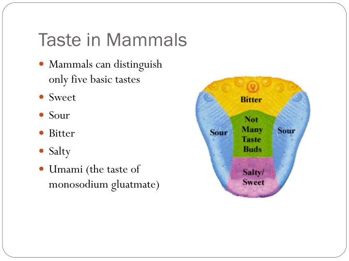 PPT - Using a Single Nucleotide Polymorphism to Predict Bitter-Tasting ...