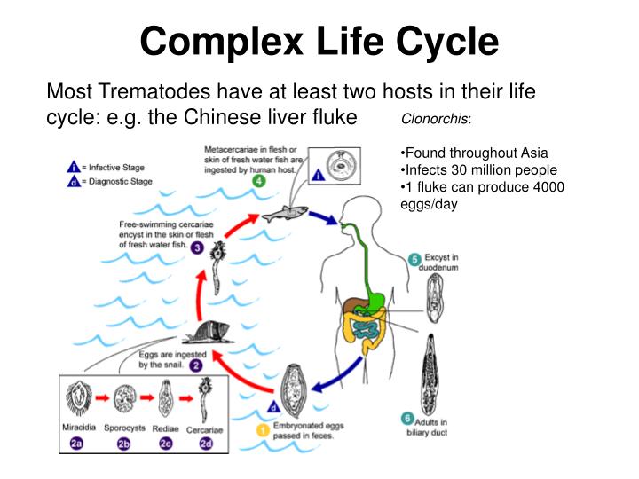 PPT - General Body Plan PowerPoint Presentation - ID:3357805