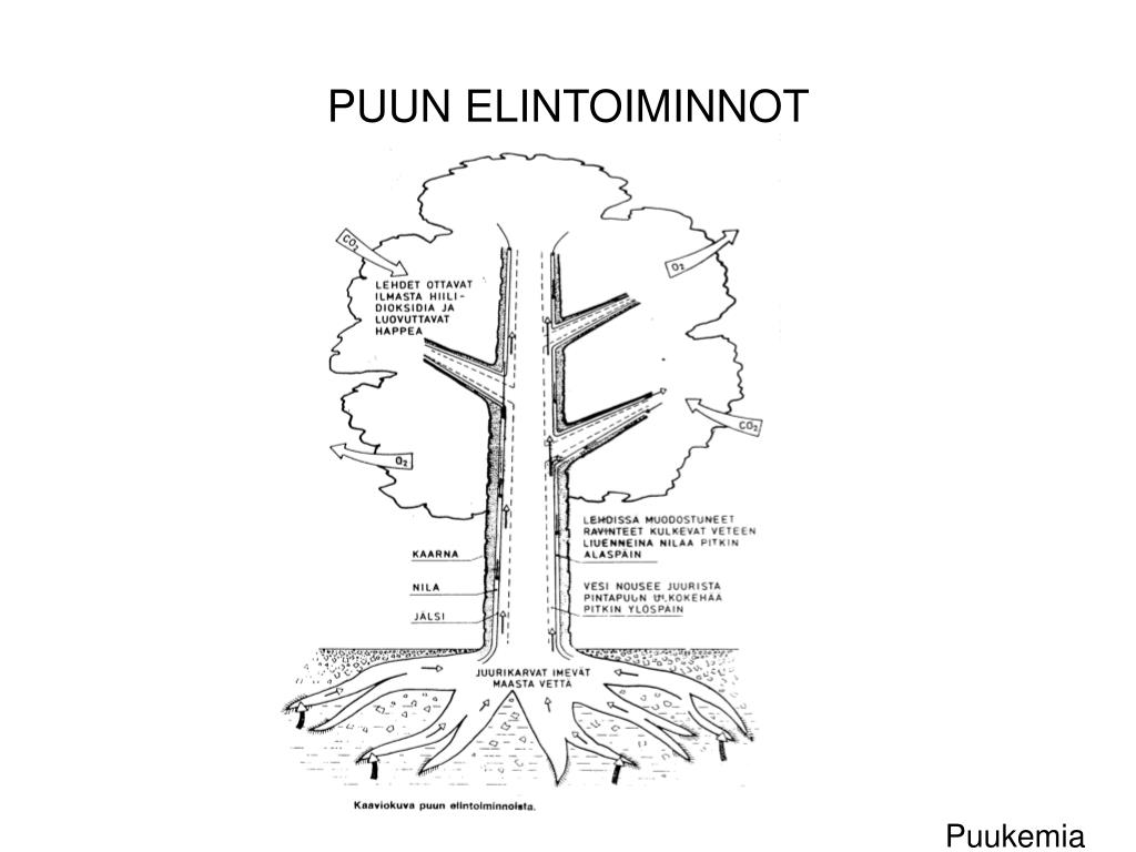 PPT - PUUN RAKENNE JA OMINAISUUDET WR3006 TAVOITE PowerPoint ...
