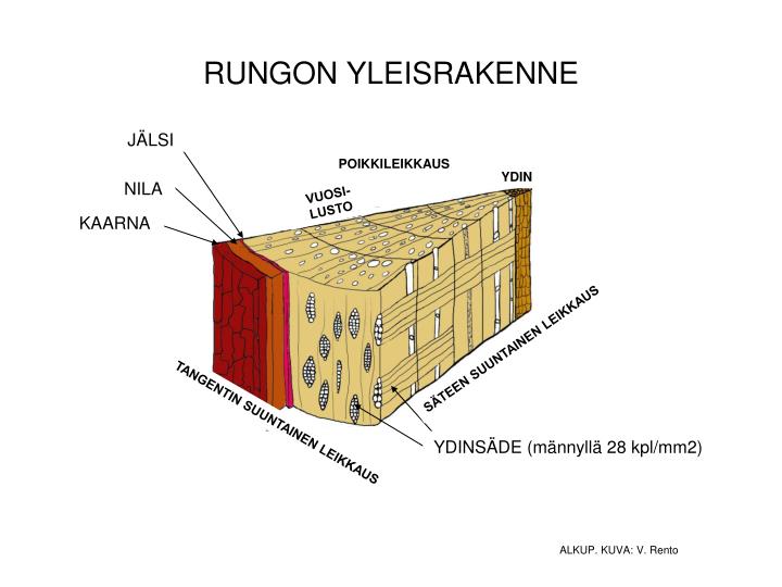 PPT - PUUN RAKENNE JA OMINAISUUDET WR3006 TAVOITE PowerPoint ...