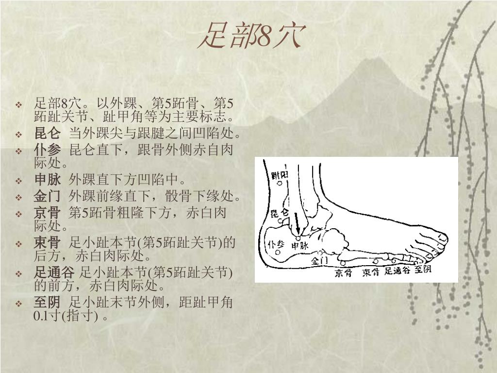 PPT - 足太阳膀胱经 (the Bladder Meridian of Foot-Taiyang,BL) PowerPoint ...