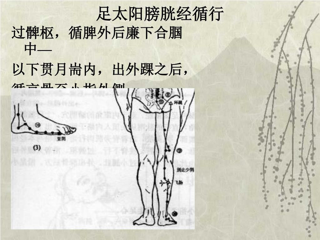 PPT - 足太阳膀胱经 (the Bladder Meridian of Foot-Taiyang,BL) PowerPoint ...