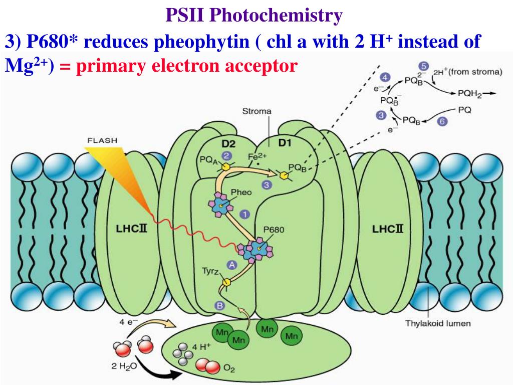 PPT - Course Project Engineering electricity production by living ...