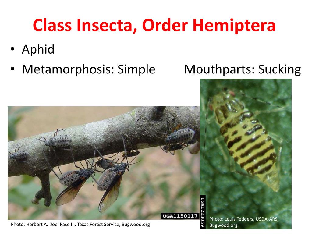 PPT - 110 COMMON ARTHROPODS OF NEW MEXICO FOR FFA STUDENTS Pt. 4 ...