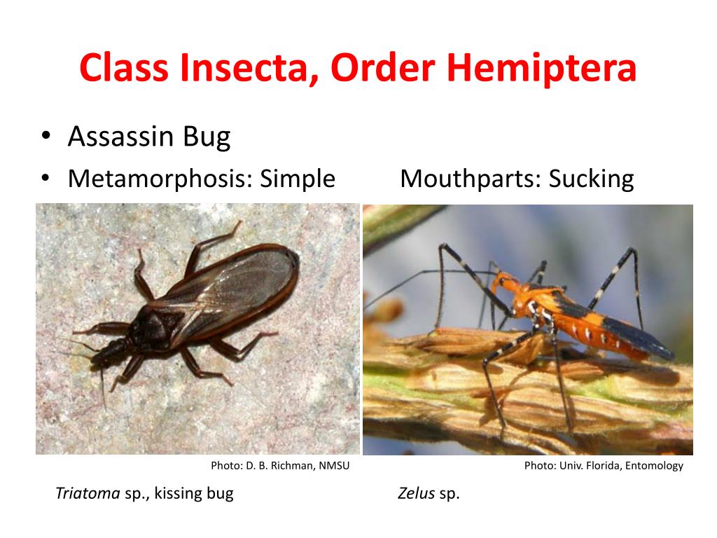 PPT - 110 COMMON ARTHROPODS OF NEW MEXICO FOR FFA STUDENTS Pt. 4 ...