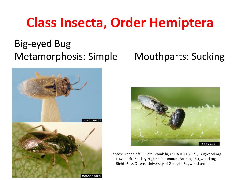 PPT - 110 COMMON ARTHROPODS OF NEW MEXICO FOR FFA STUDENTS Pt. 4 ...