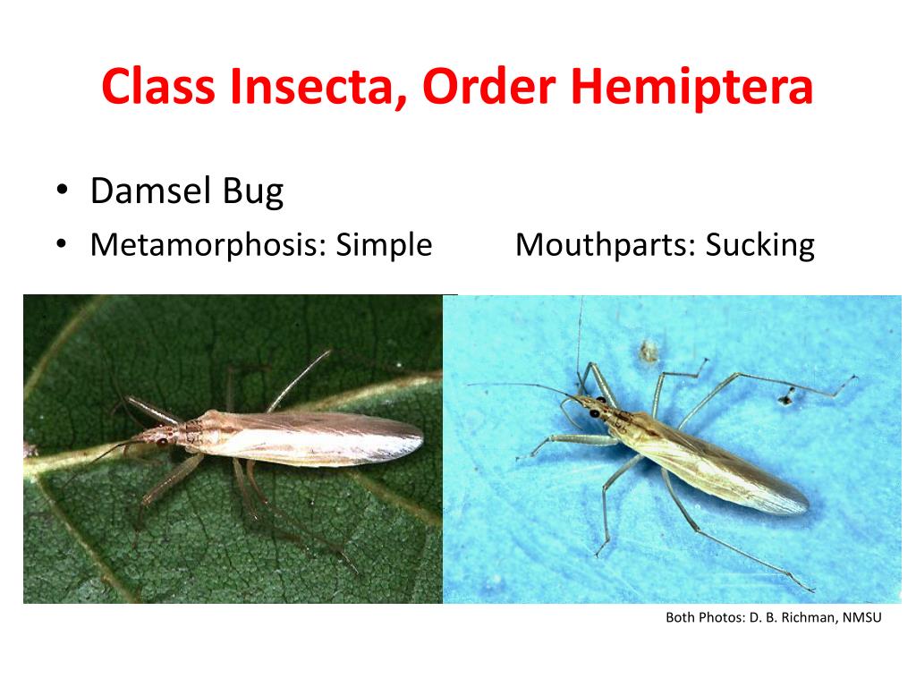 PPT - 110 COMMON ARTHROPODS OF NEW MEXICO FOR FFA STUDENTS Pt. 4 ...
