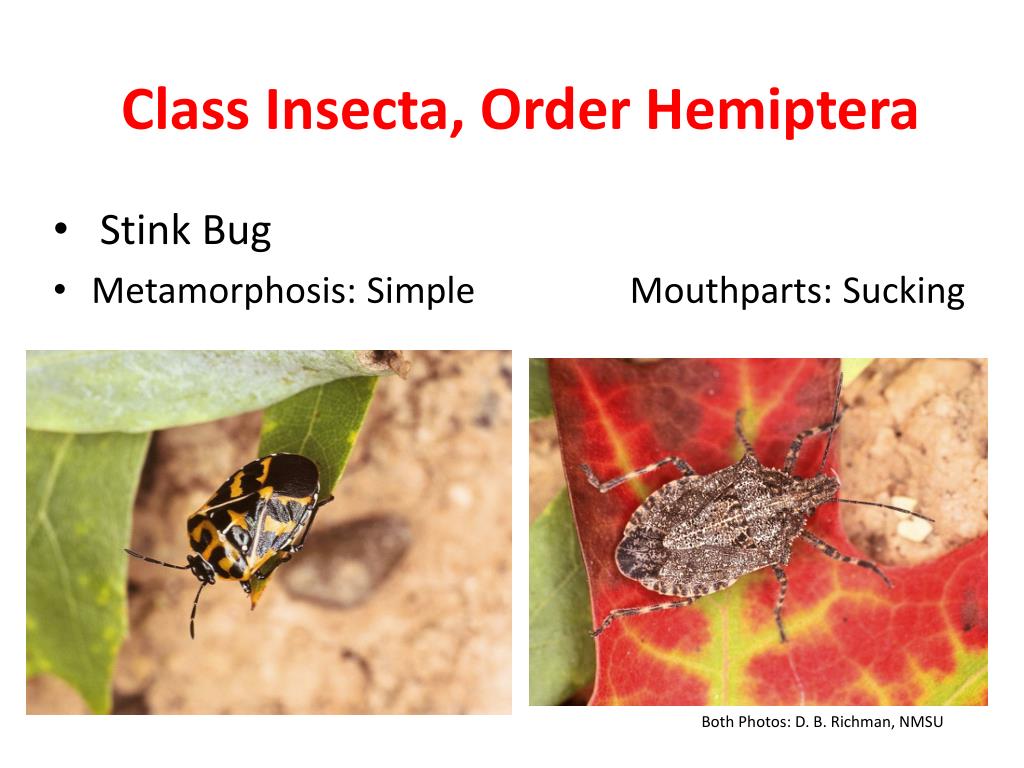 PPT - 110 COMMON ARTHROPODS OF NEW MEXICO FOR FFA STUDENTS Pt. 4 ...