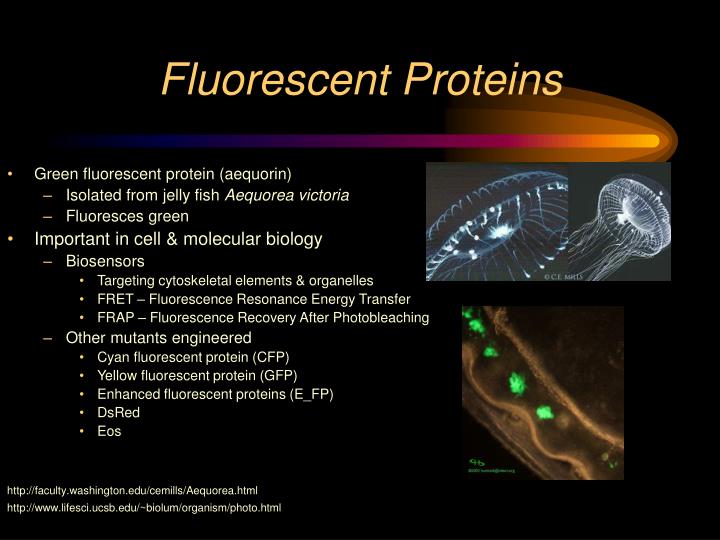 PPT - Fluorescent Proteins & Plasmid Purification for Optical ...