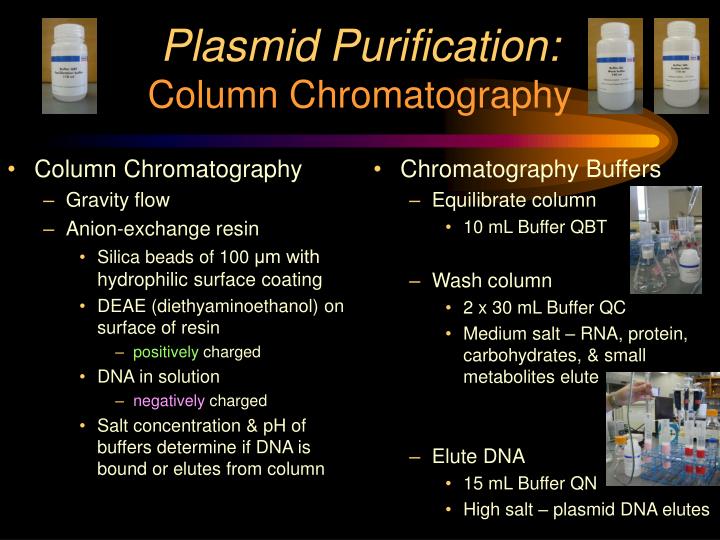 PPT - Fluorescent Proteins & Plasmid Purification for Optical ...