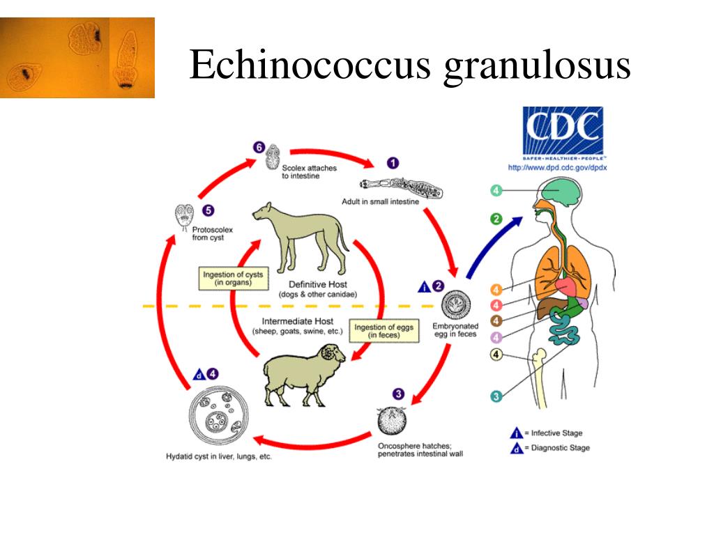 PPT - MEDICAL PARASITOLOGY PowerPoint Presentation, free download - ID:3359623