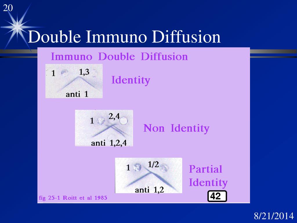 PPT - Antigen - Antibody Interactions Precipitin Reactions PowerPoint ...