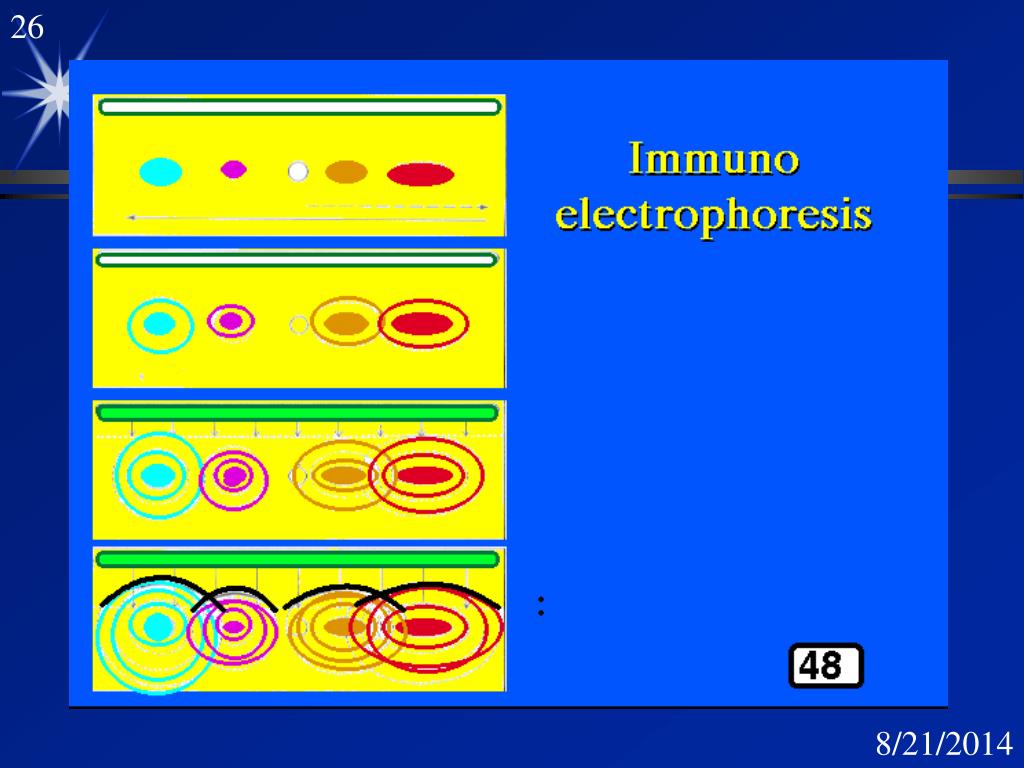PPT - Antigen - Antibody Interactions Precipitin Reactions PowerPoint ...