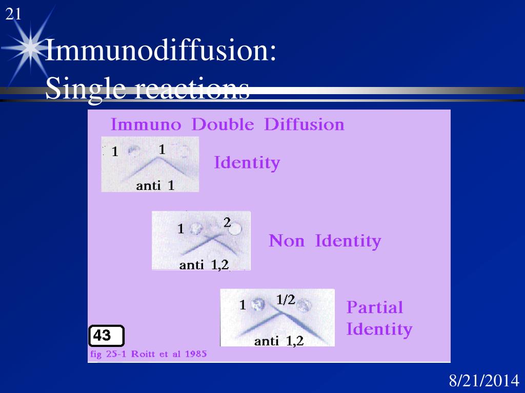 PPT - Antigen - Antibody Interactions Precipitin Reactions PowerPoint ...