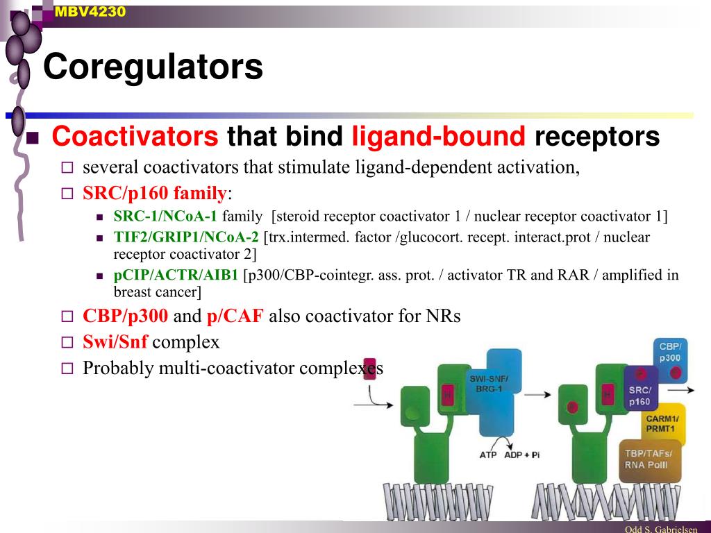 PPT - The super-family of nuclear receptors PowerPoint Presentation ...
