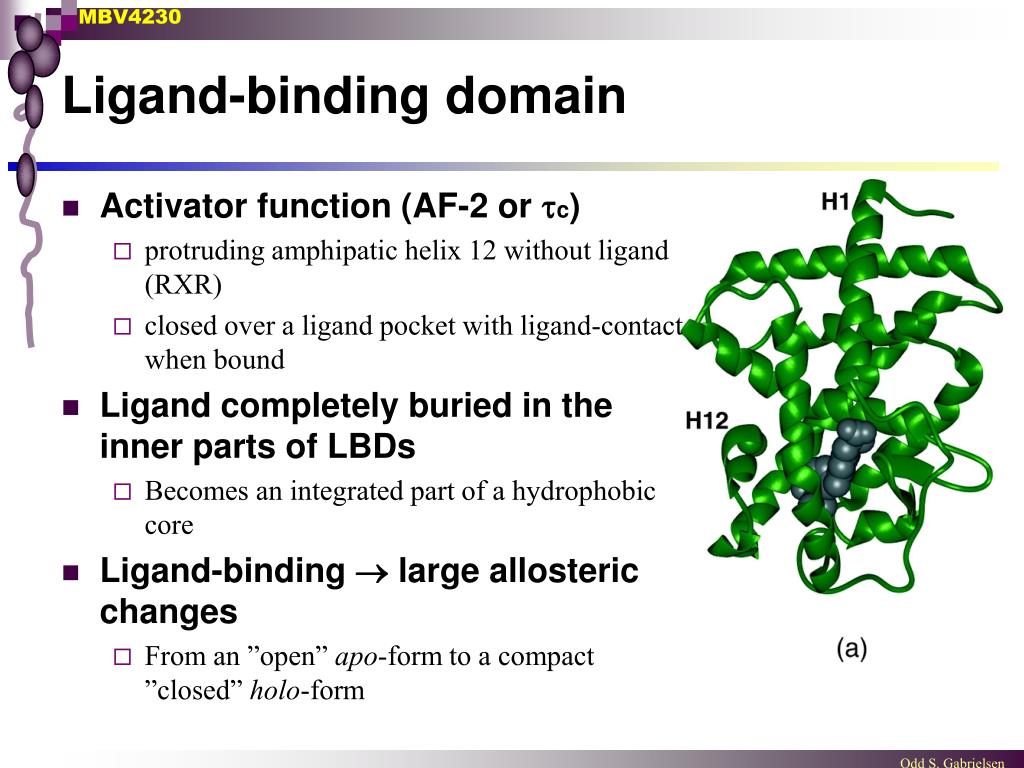 PPT - The super-family of nuclear receptors PowerPoint Presentation ...