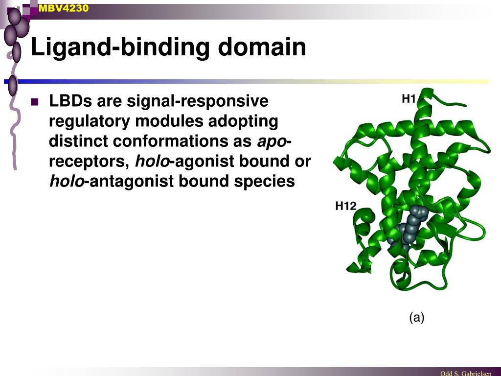 PPT - The super-family of nuclear receptors PowerPoint Presentation ...
