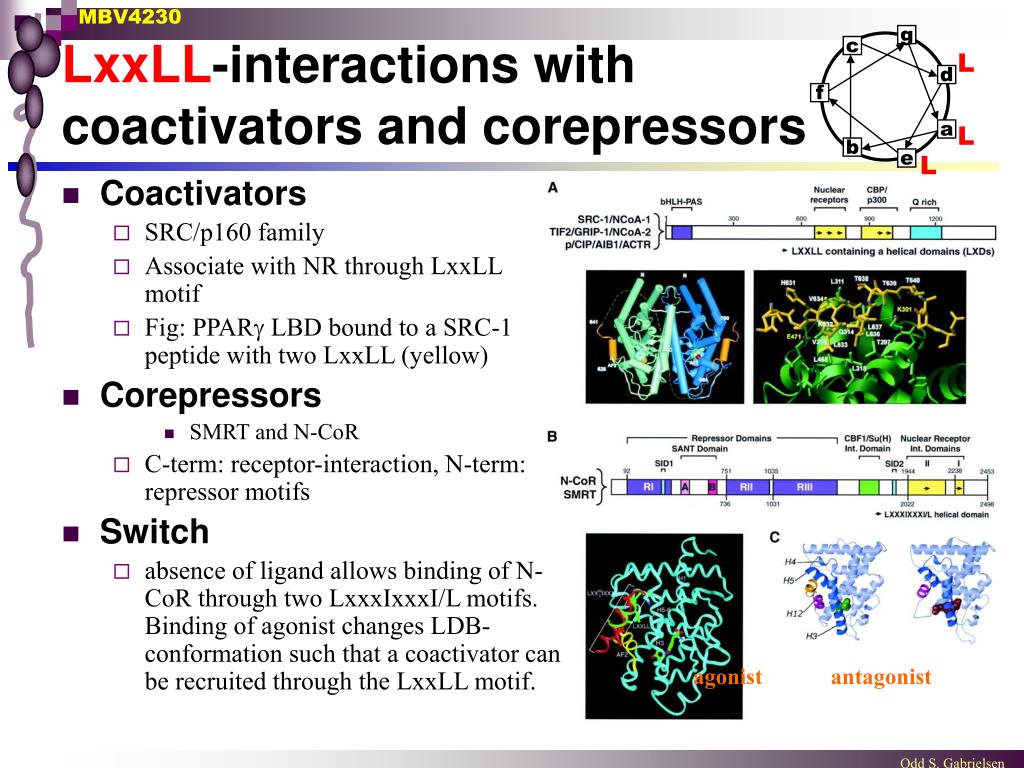PPT - The super-family of nuclear receptors PowerPoint Presentation ...