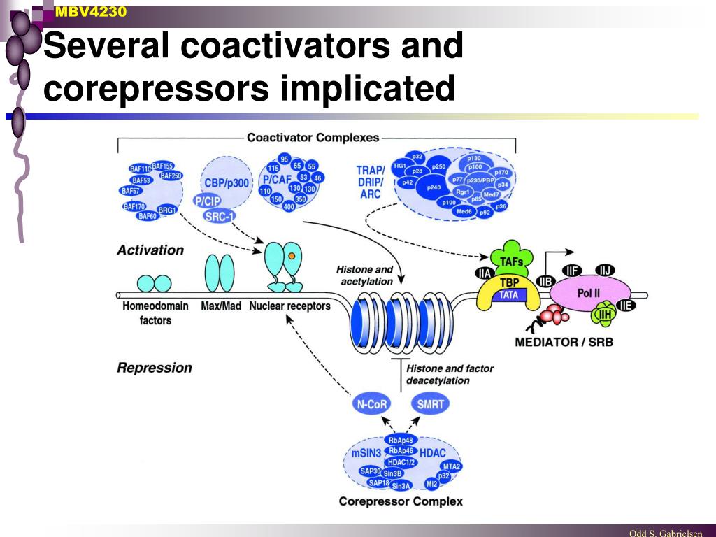 PPT - The super-family of nuclear receptors PowerPoint Presentation ...