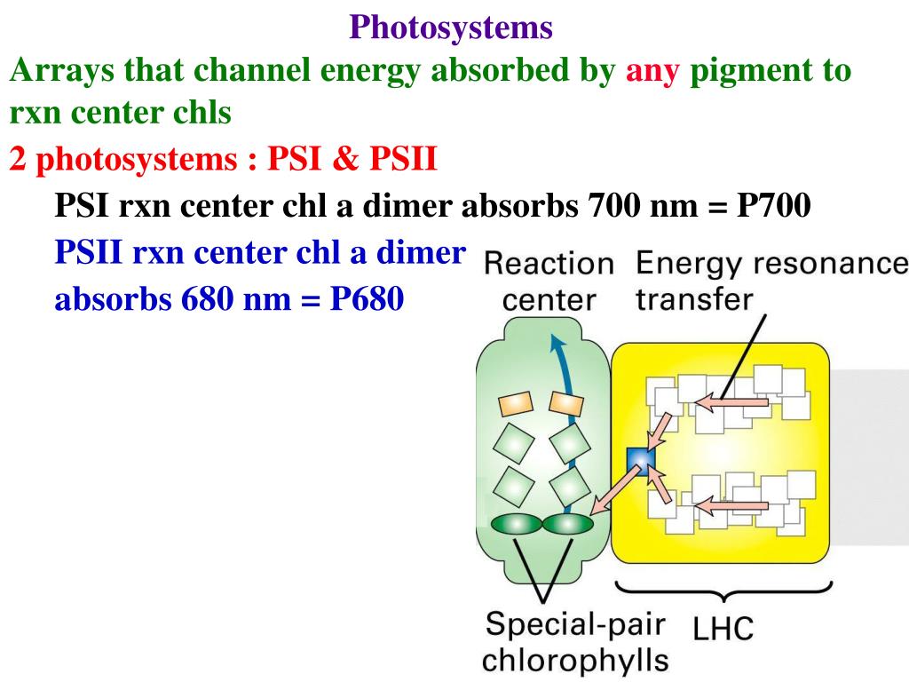 PPT - Photosynthesis 1) Light rxns use light to pump H + use ∆ pH to ...