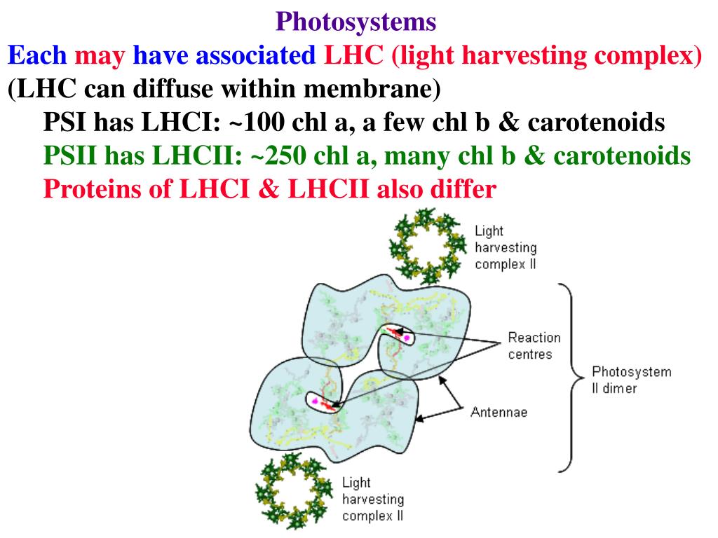 PPT - Photosynthesis 1) Light rxns use light to pump H + use ∆ pH to ...