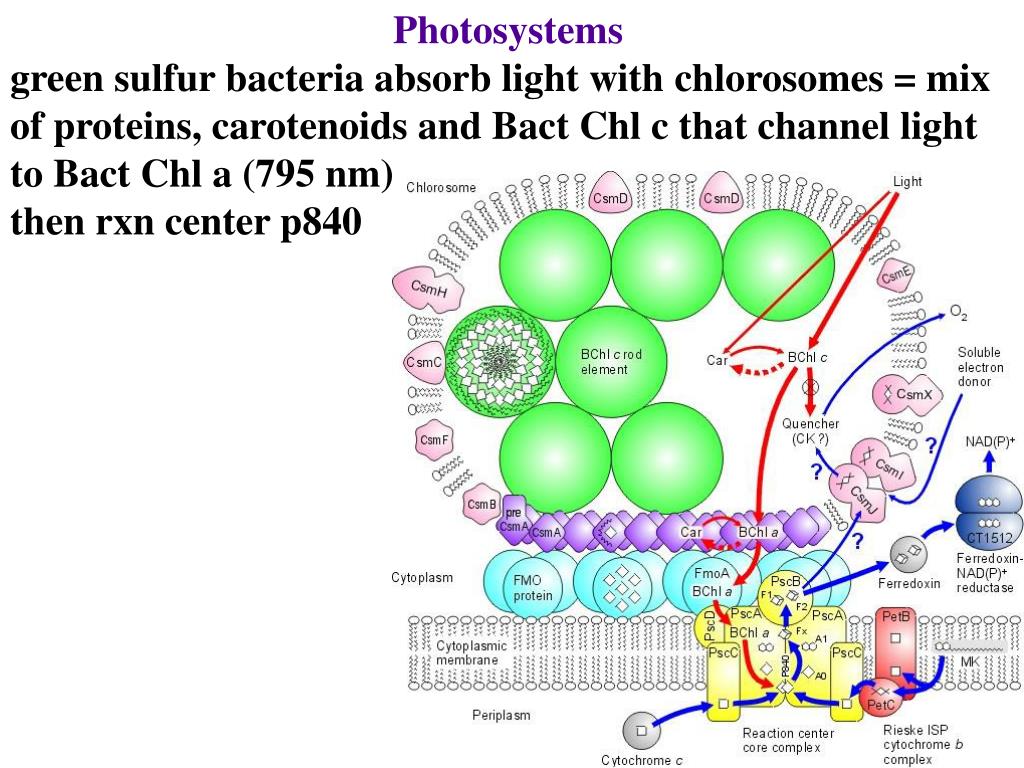 PPT - Photosynthesis 1) Light rxns use light to pump H + use ∆ pH to ...