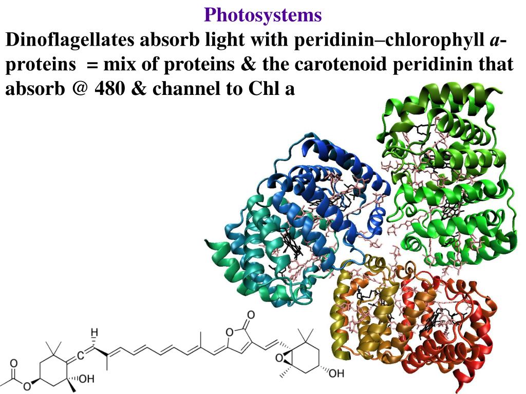 PPT - Photosynthesis 1) Light rxns use light to pump H + use ∆ pH to ...
