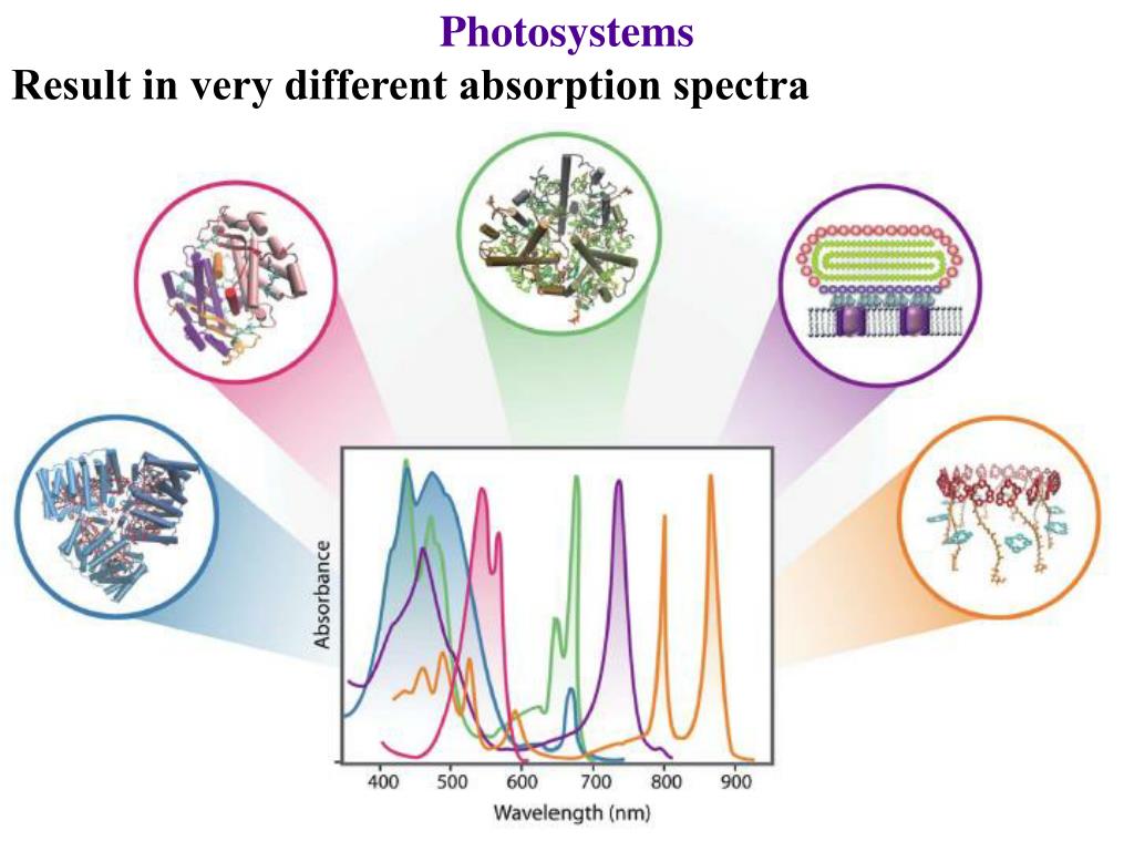PPT - Photosynthesis 1) Light rxns use light to pump H + use ∆ pH to ...